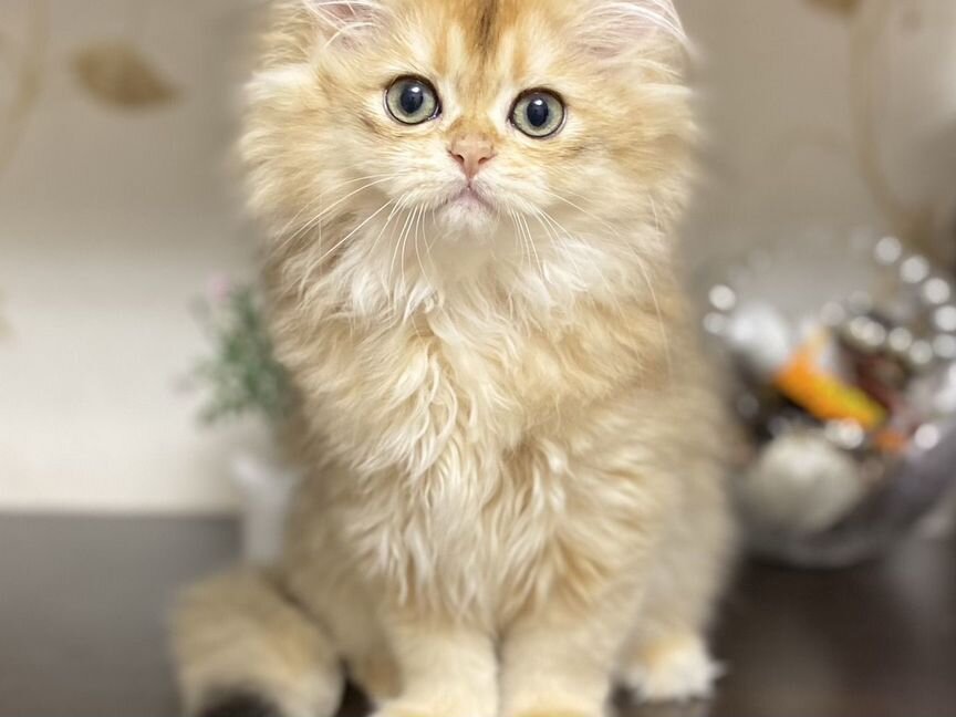 Шотландский котик Фабиан