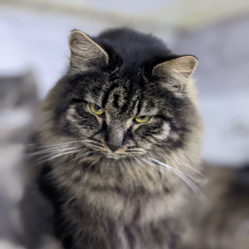 Взрослая кошка в добрые руки