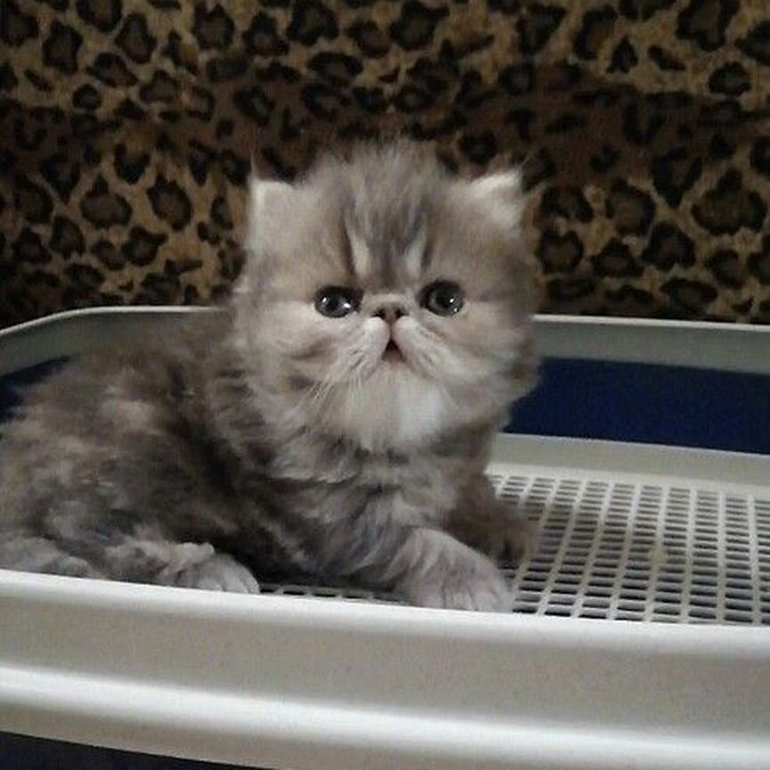 Персидские котята