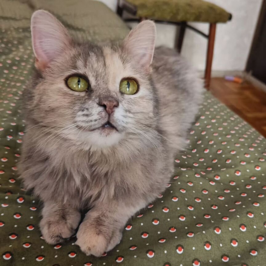 Пушистая кошечка кремового окраса