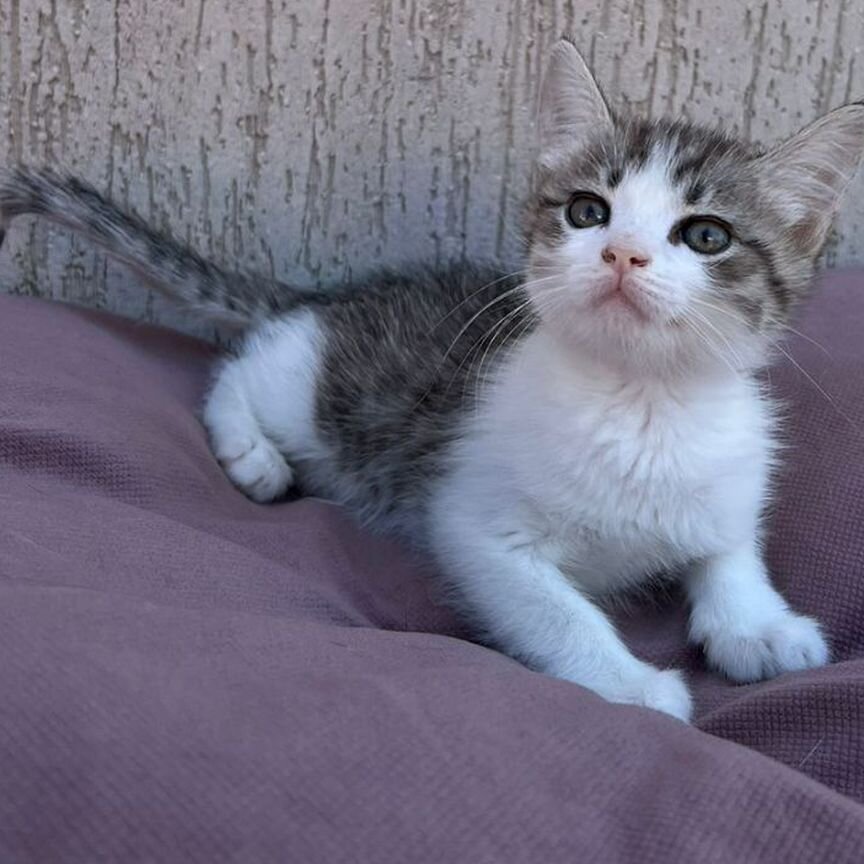 Нужна семья котенку