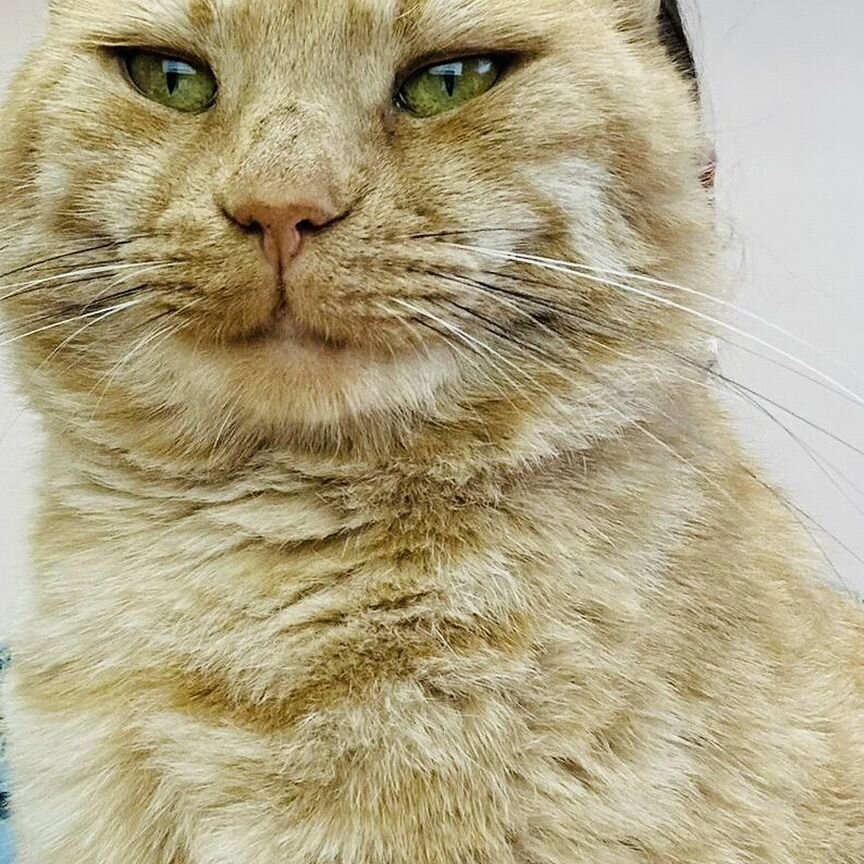 Кот в добрые руки