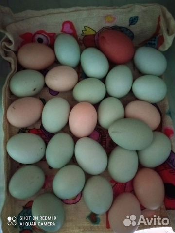 Инкубационное яйцо домашней птицы