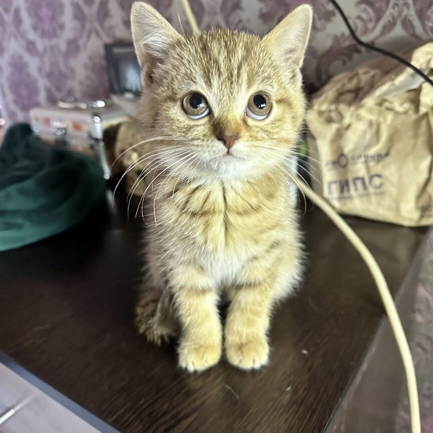 Шотланский котенок