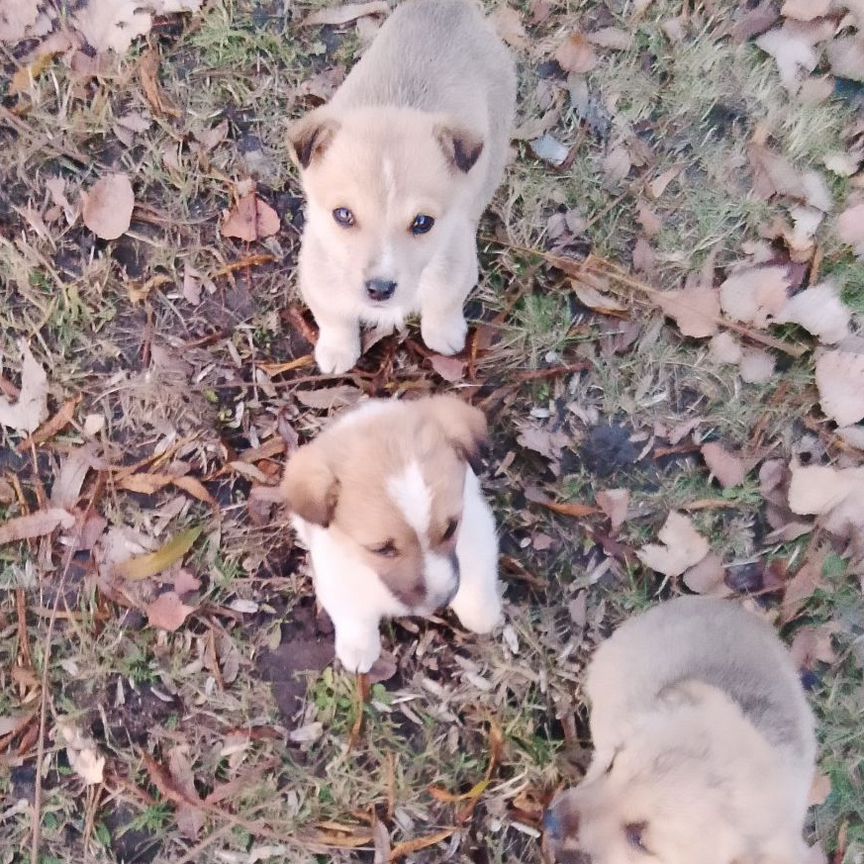 Щенок в добрые руки