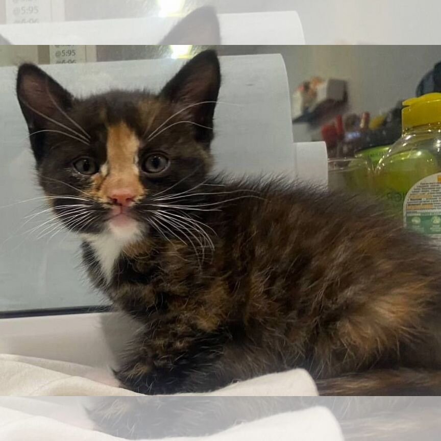 Котёнок в добрые руки