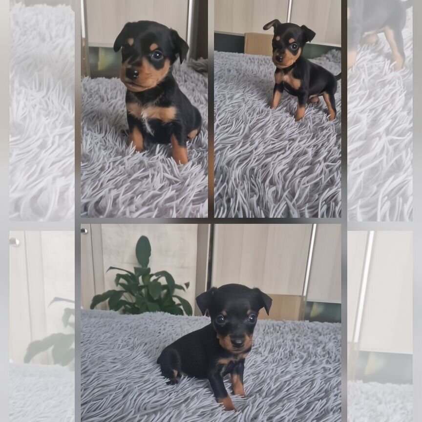 Цвергпинчер, щенок
