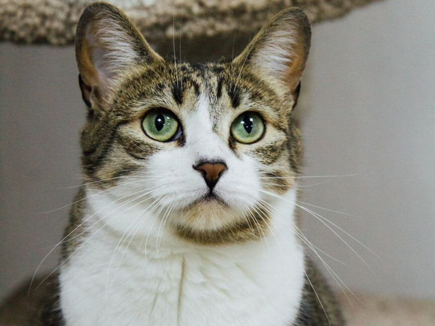 Элис ищет добрый дом