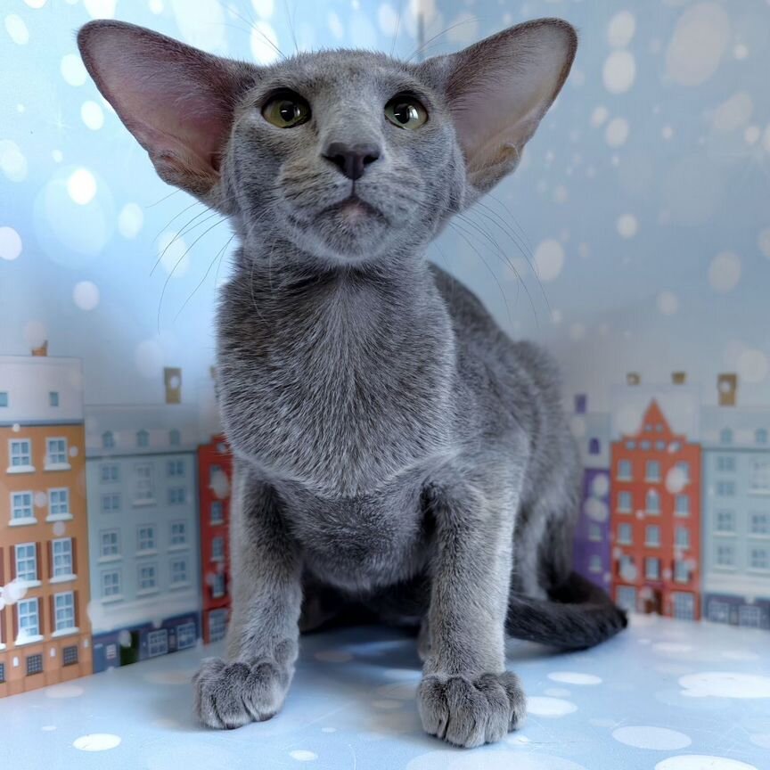 Ориентальный котёнок