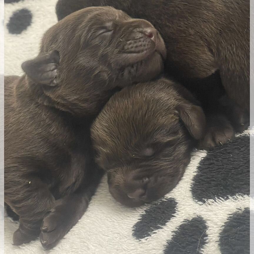 Лабрадор-ретривер, щенок