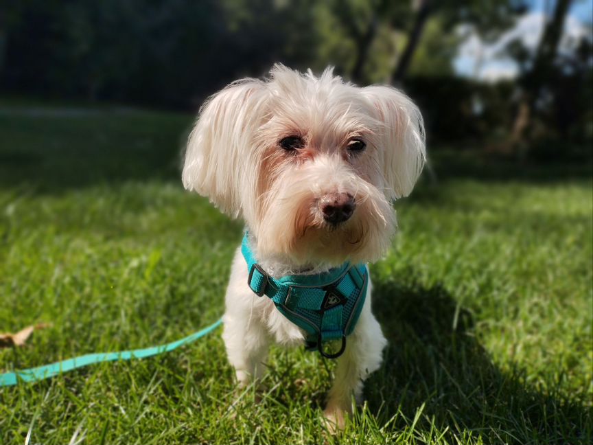 Мальтийская болонка в добрые руки