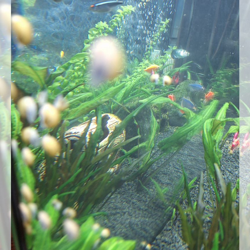 Улитки ампулярии желтые