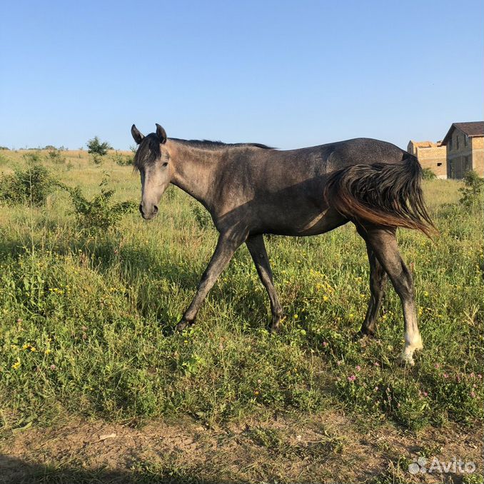 Продам лошадь