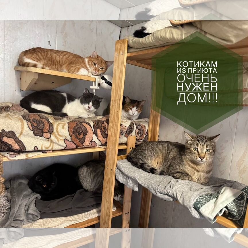 Взрослый кот в добрые руки