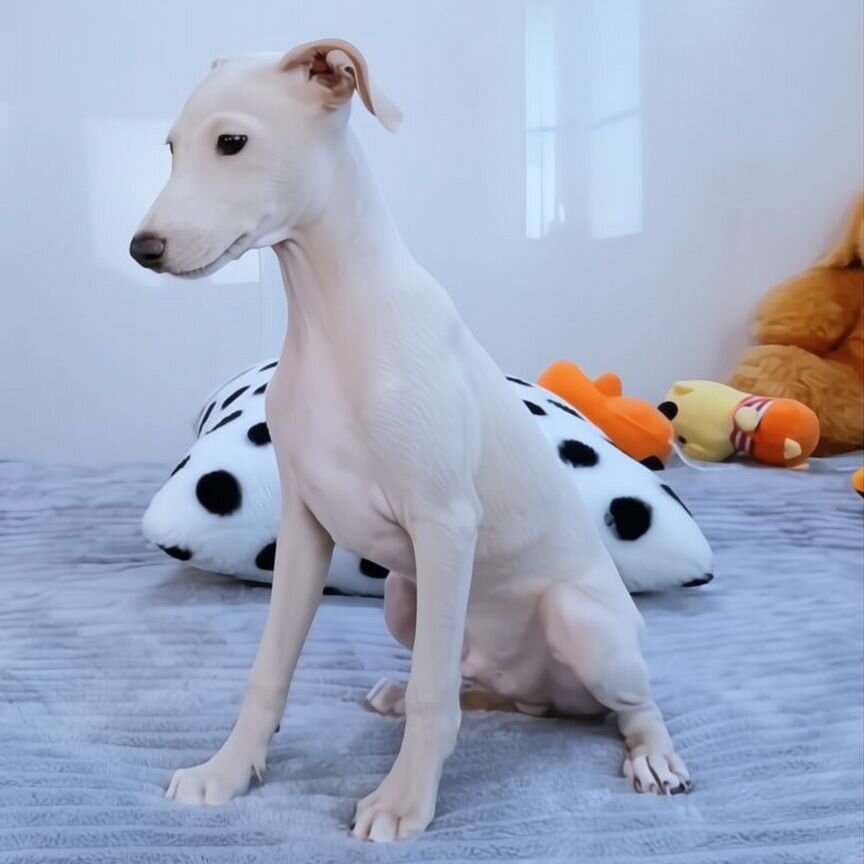 Левретка, щенок