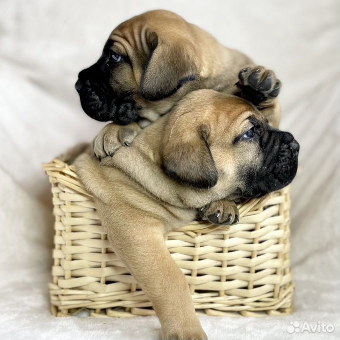 Канарский дог щенки Преса канарио