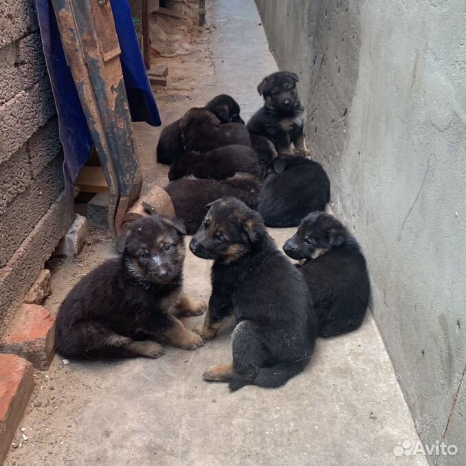 Щенята немецкой овчарки
