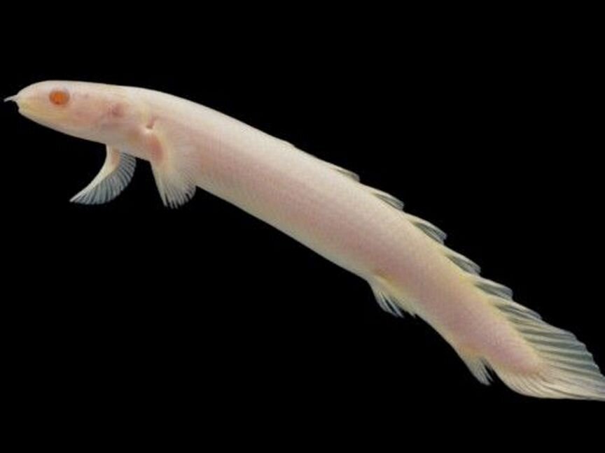 Полиптерус синегальский альбинос цена за 2 шт