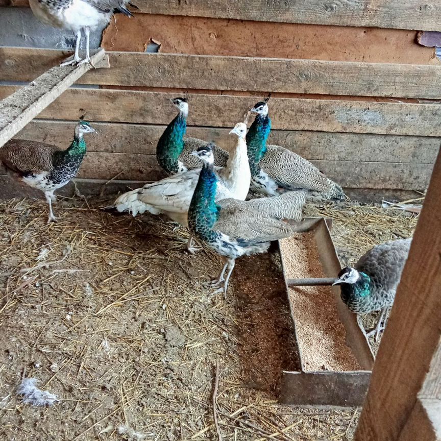 Молодые павлины