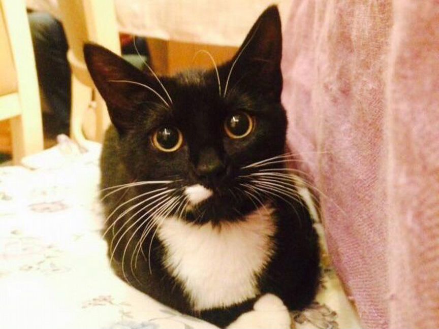 Кошка