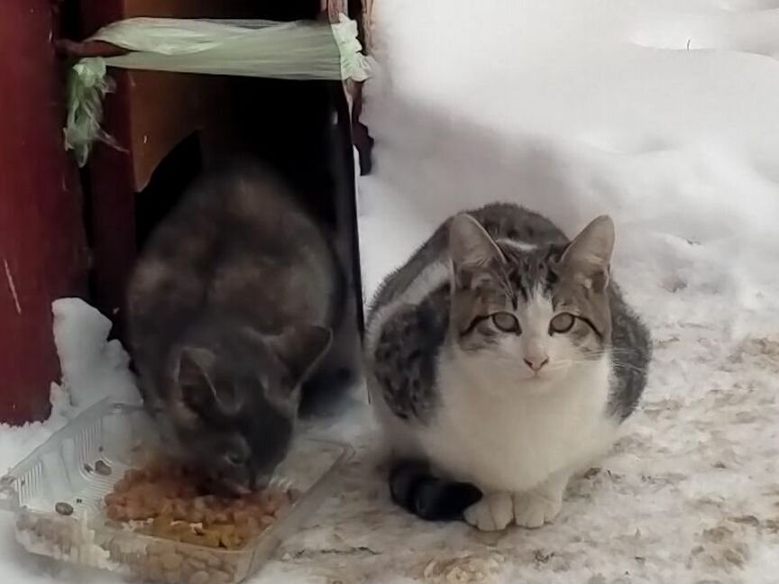 Котята и кошки в добрые руки