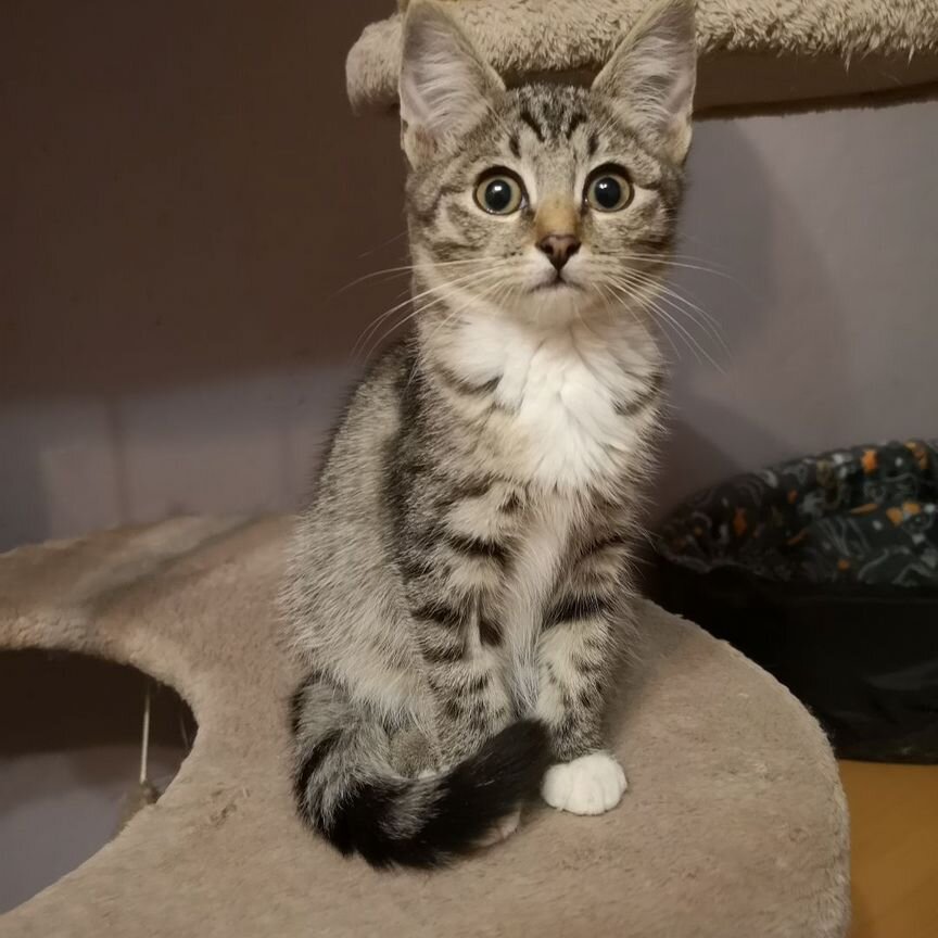 Смешная Клюковка, котенок в добрые руки
