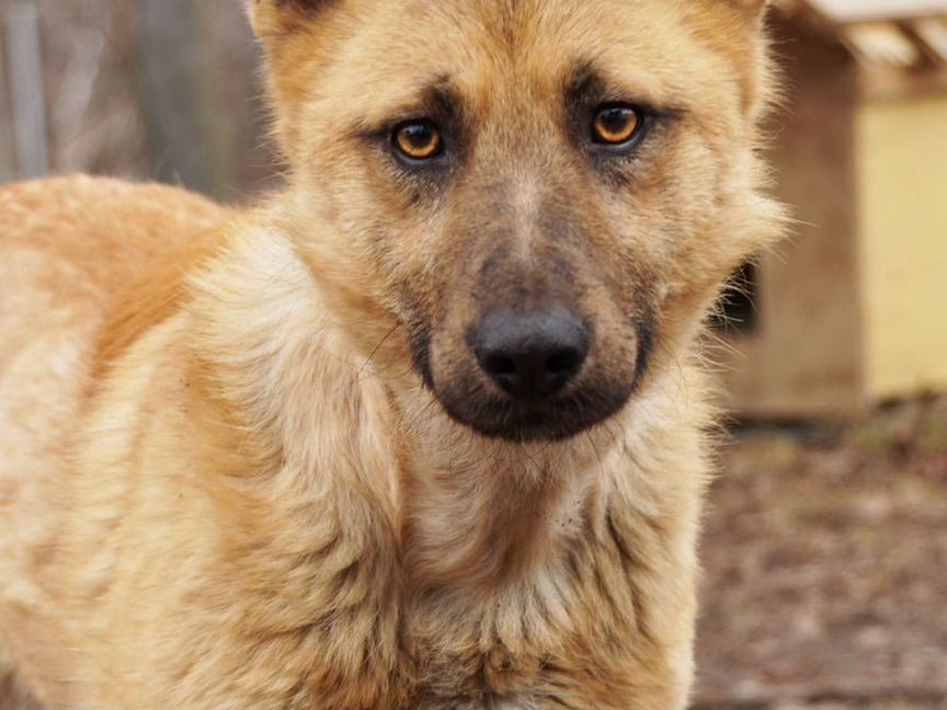 Собака в добрые руки