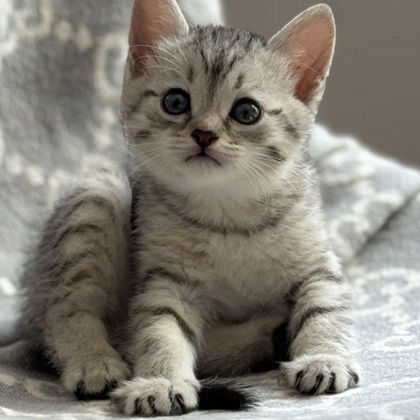 Шотландский вислоухий короткошёрстный котёнок