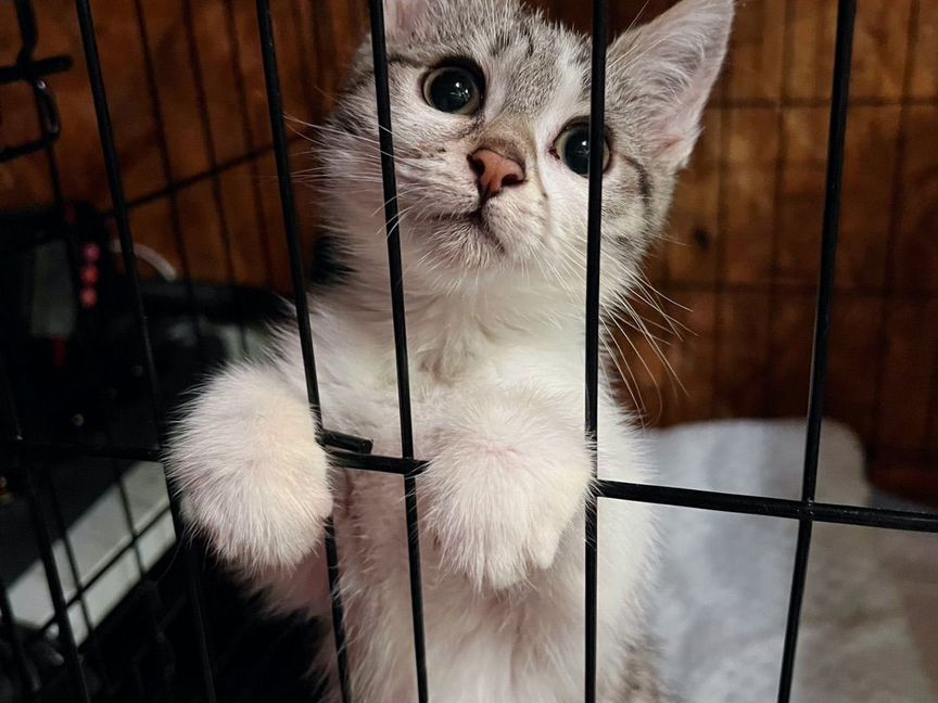 Котенок очень хочет домой
