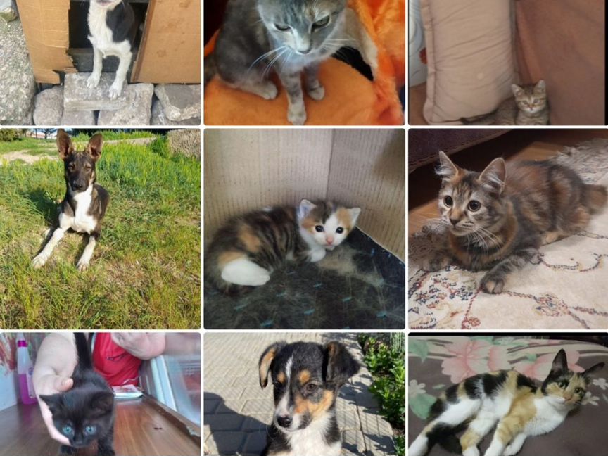 Кошечки, собачки, щенки, котята