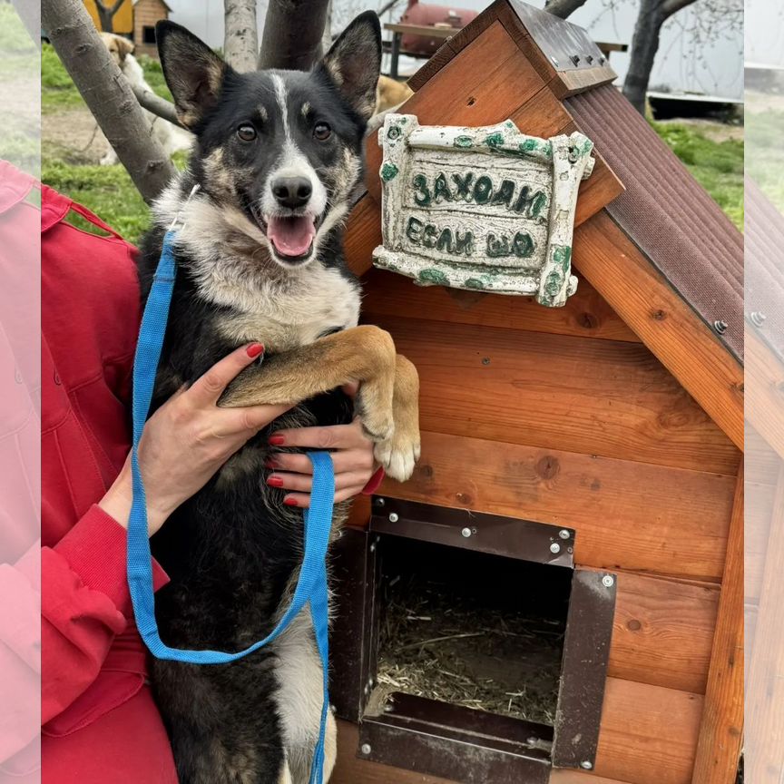 Щенок в добрые руки