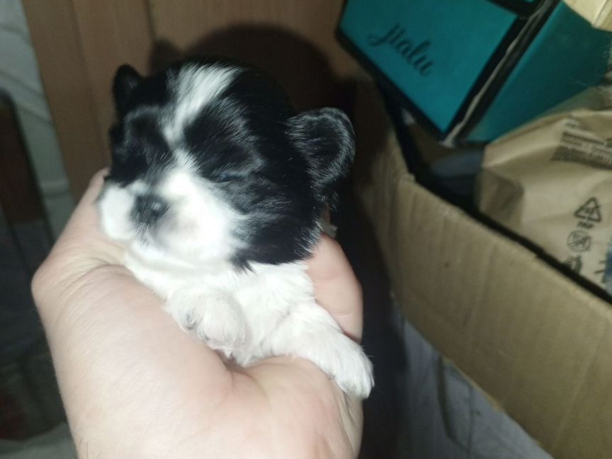 Зимние щеночки шит цу