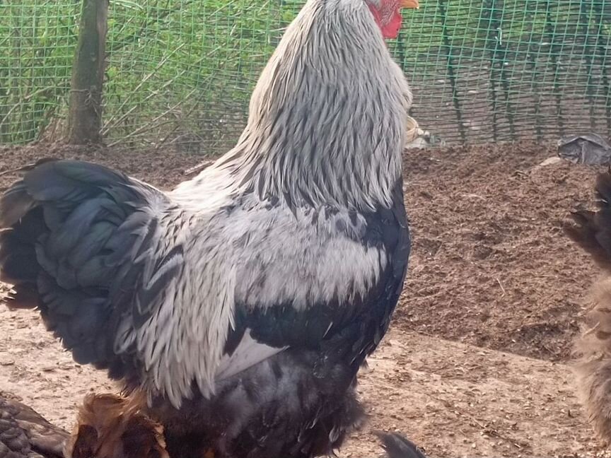 Петух доминант, петух брамма