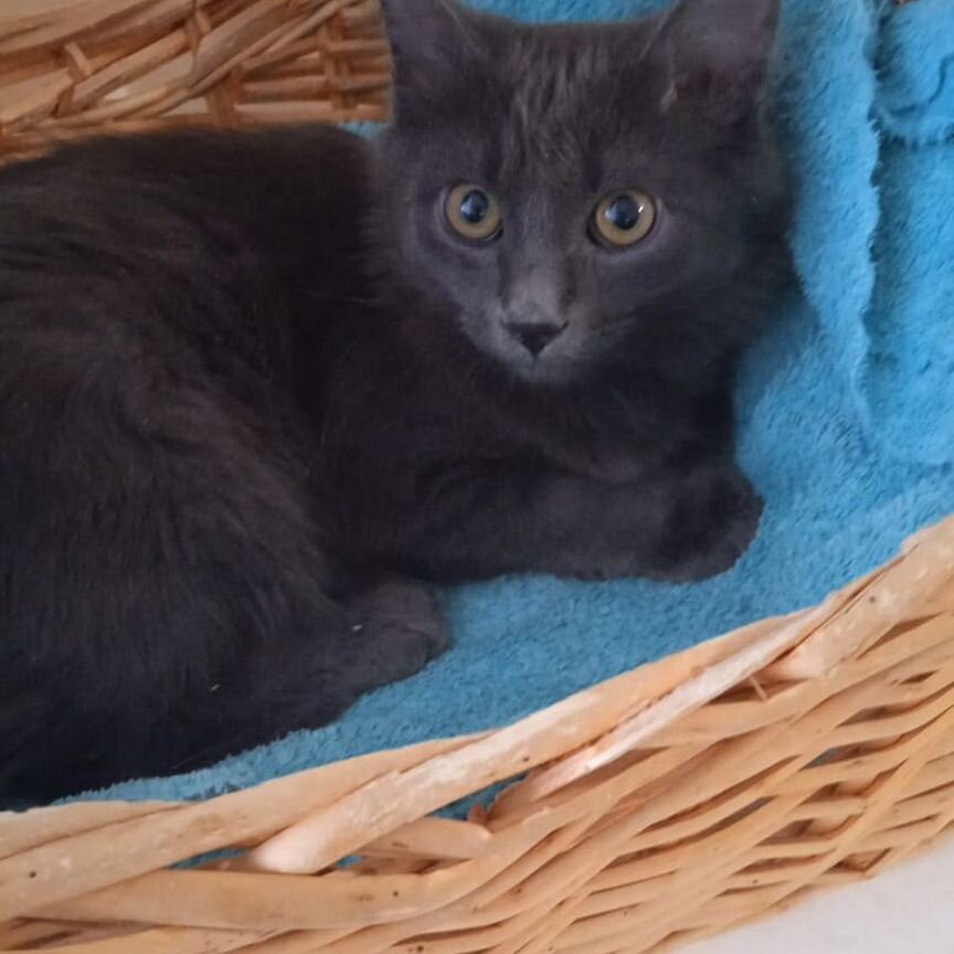 Котята мальчики. Разного окраса