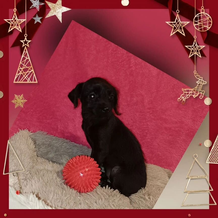 Русский той-терьер, щенок