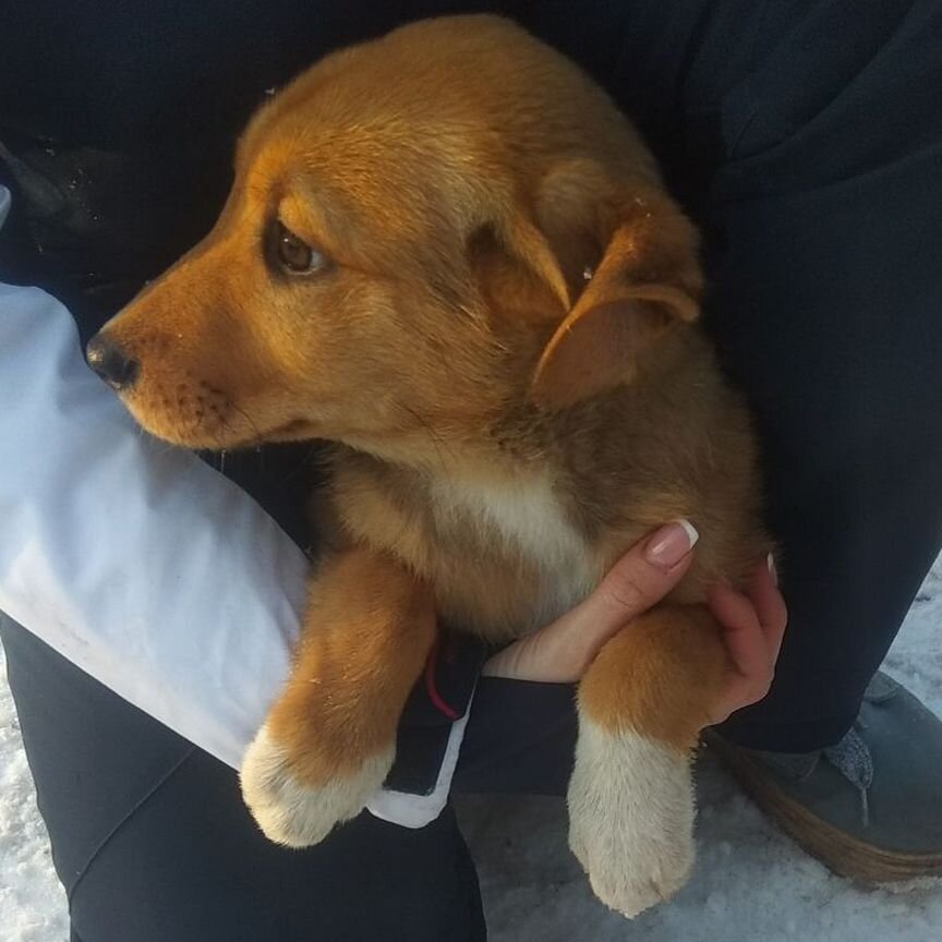 Щенок в добрые руки