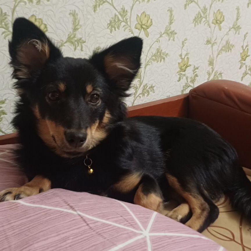 Щенок в добрые руки