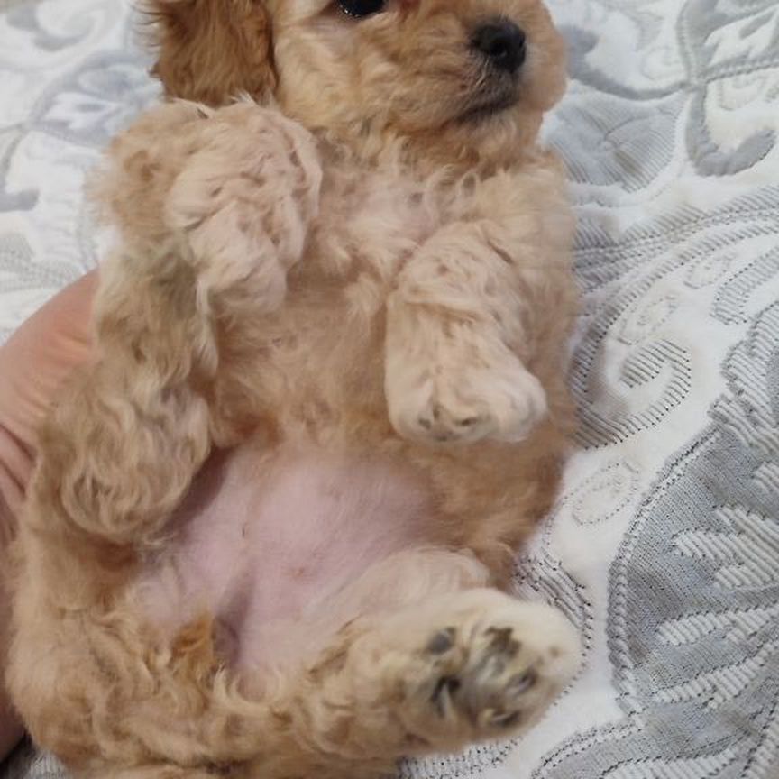 Бронь щенков мальтипу f1 мини