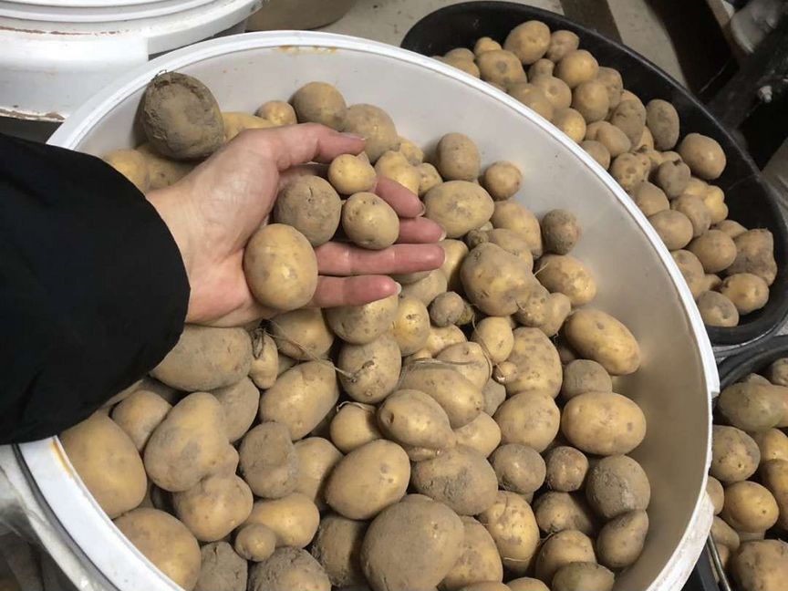 Картофель мелкий на корм скоту