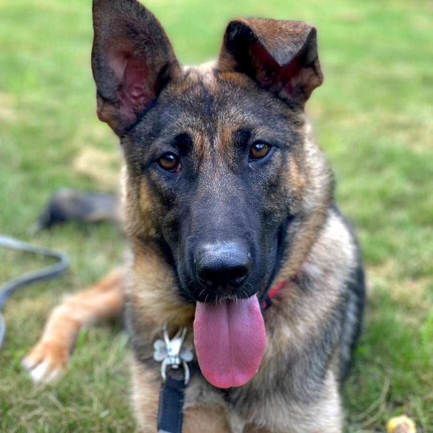 Овчарка метис в добрые руки