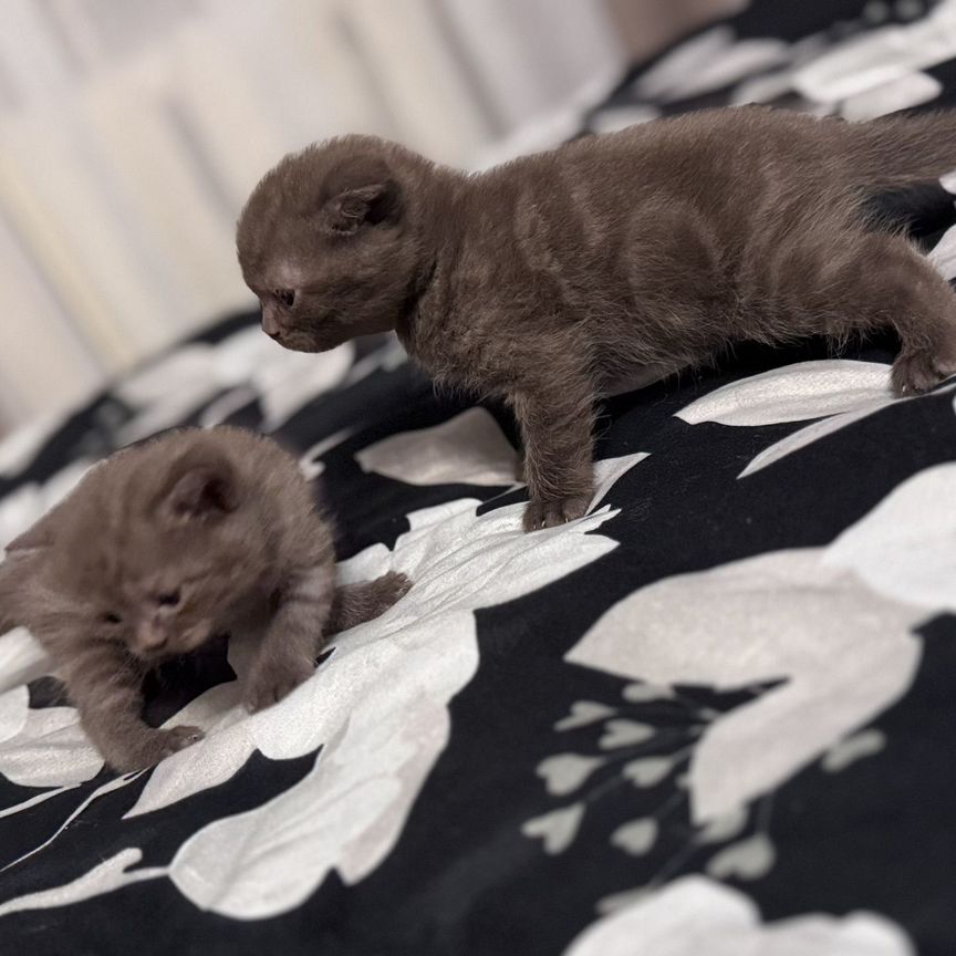 Шотландские мраморные котята