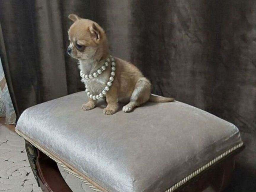 Чихуашечка