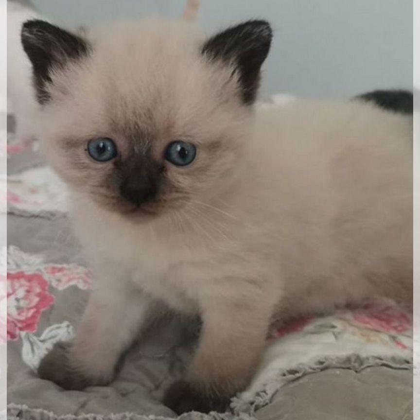 Продам сиамских котят