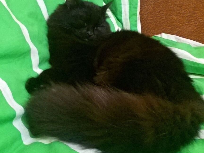 Кошка сибирская-мейкун