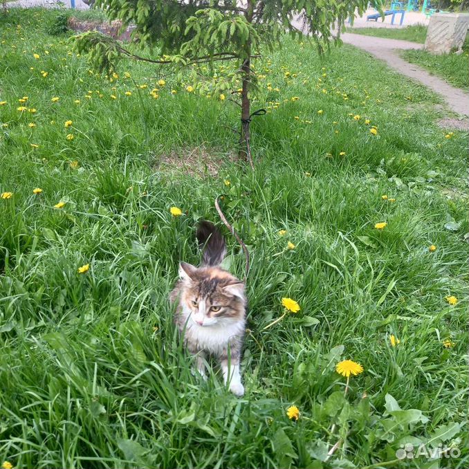 Требуется передержка