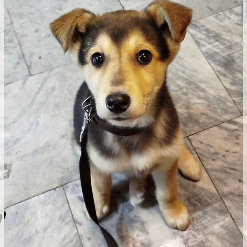 Щенок в добрые руки