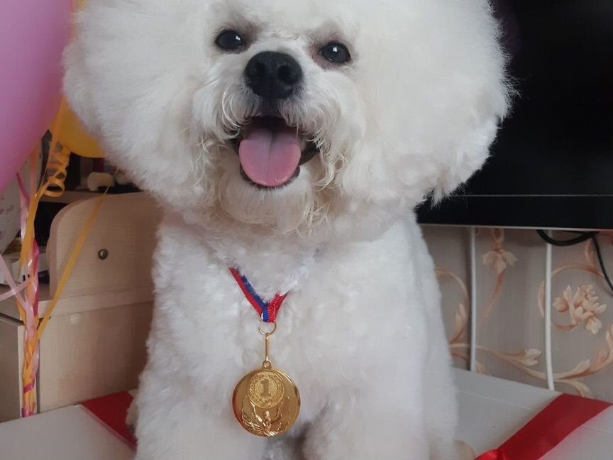 Бишон фризе