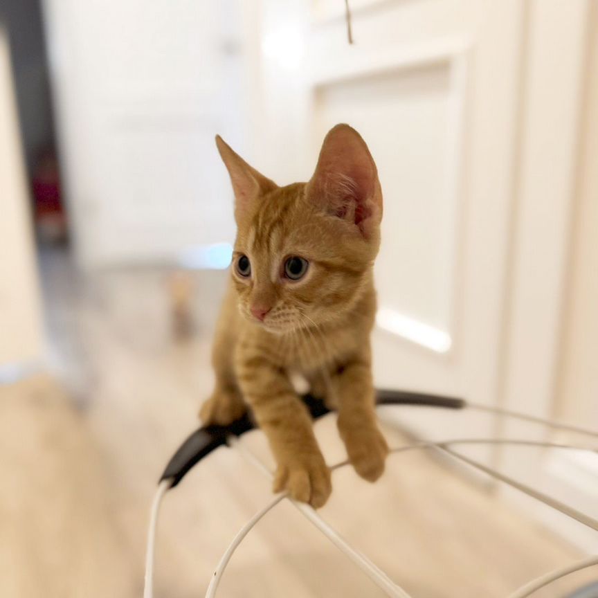 Котята девон-рекс