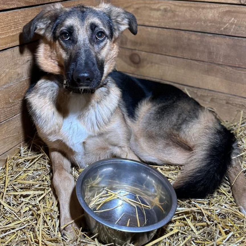 Собачка Джун из приюта