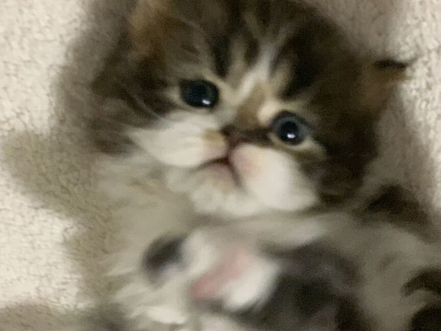 Малыши-карандаши